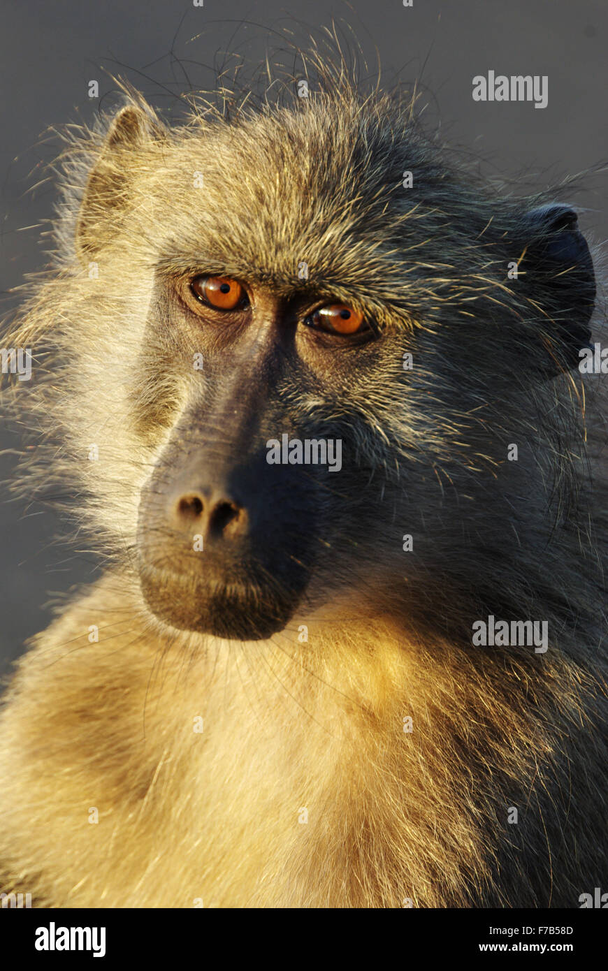 Chacma monkey hi-res stock photography and images - Alamy
