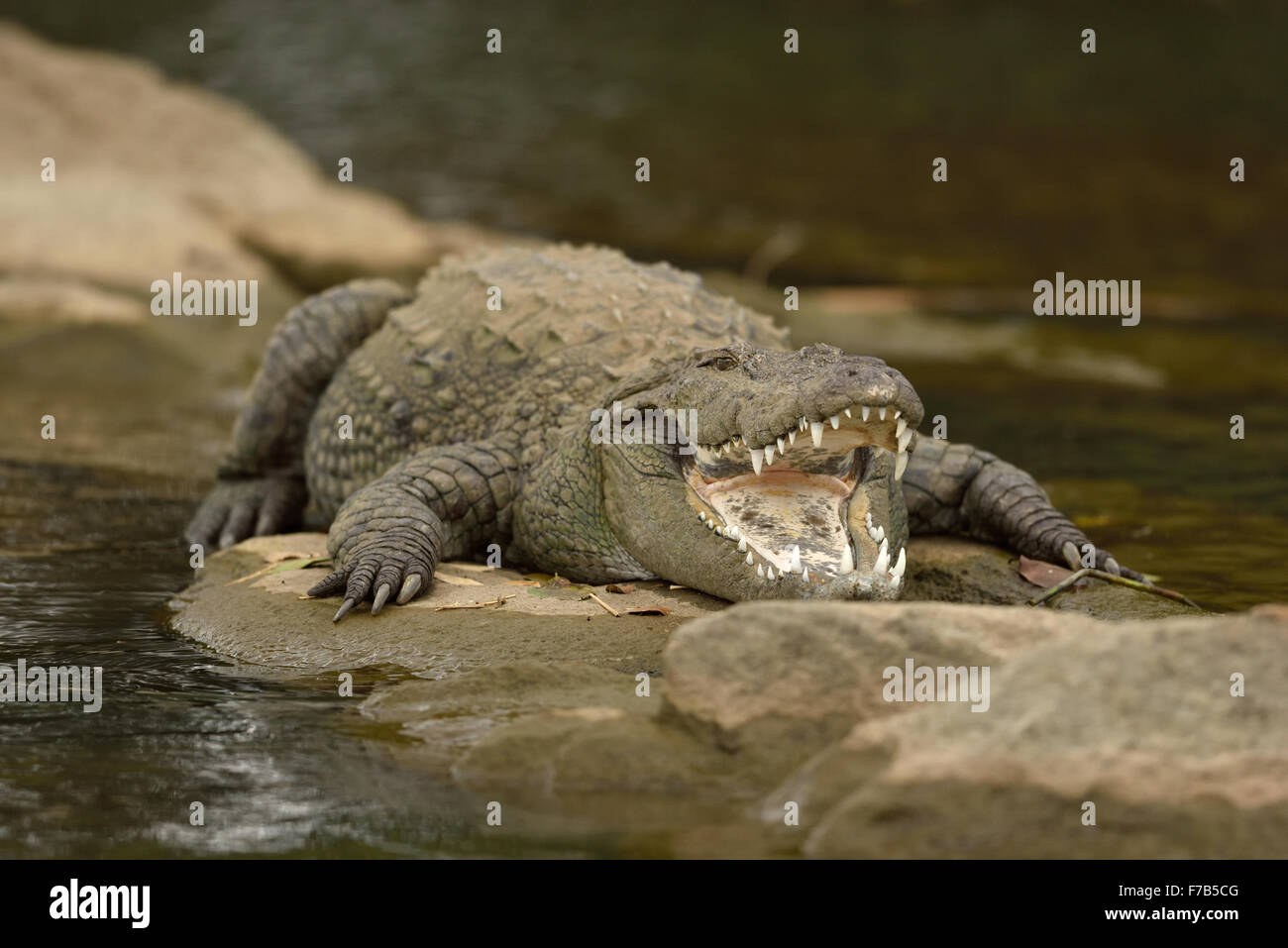 Mugger crocodile hi-res stock photography and images - Alamy
