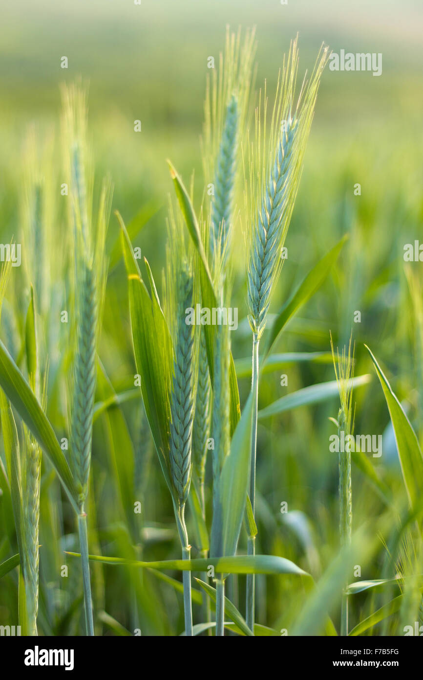 Barley plants hi-res stock photography and images - Alamy