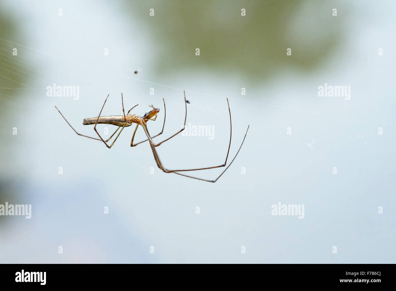 A Long Legged Spider Stock Photo - Alamy