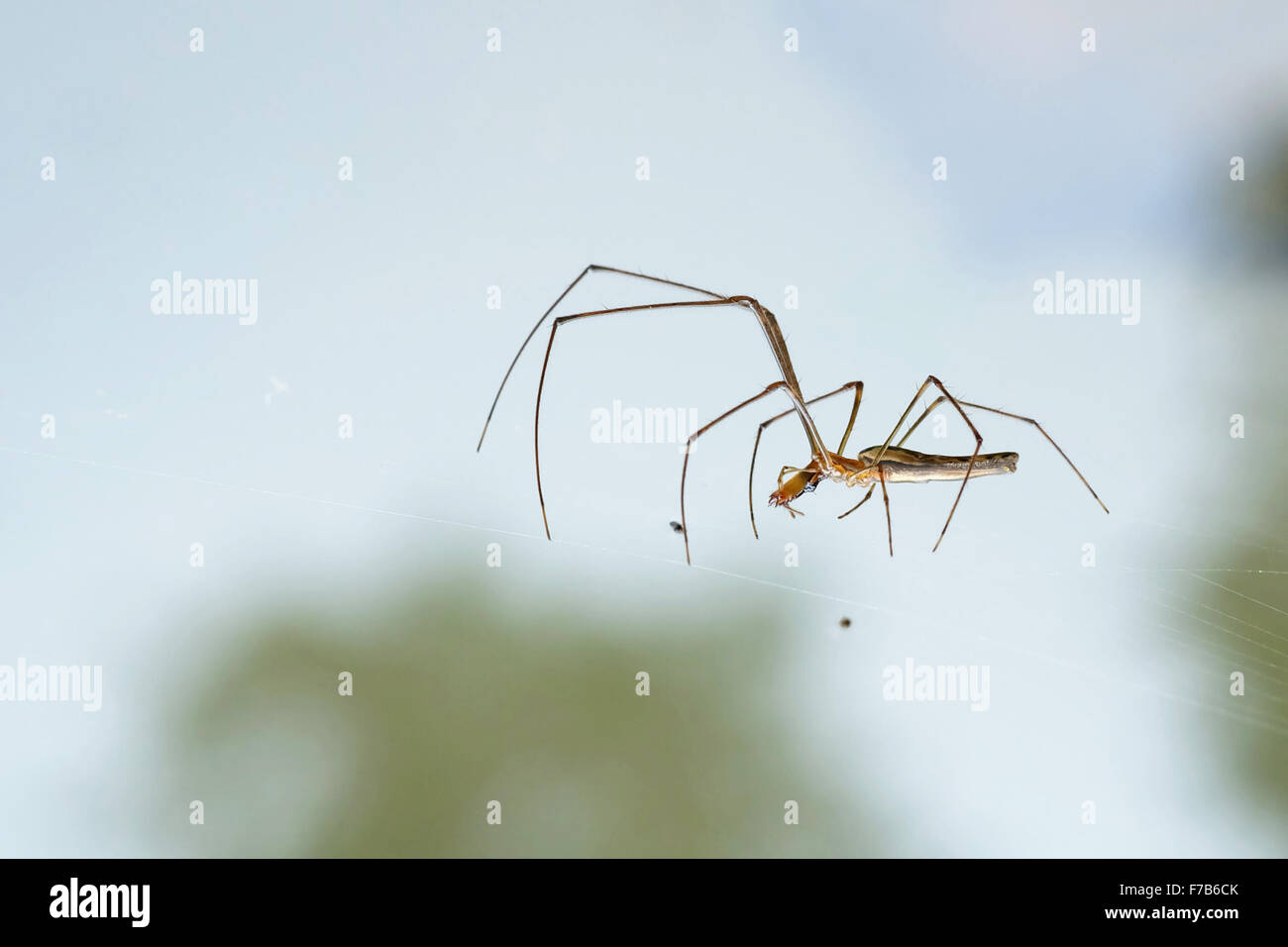A Long Legged Spider Stock Photo - Alamy