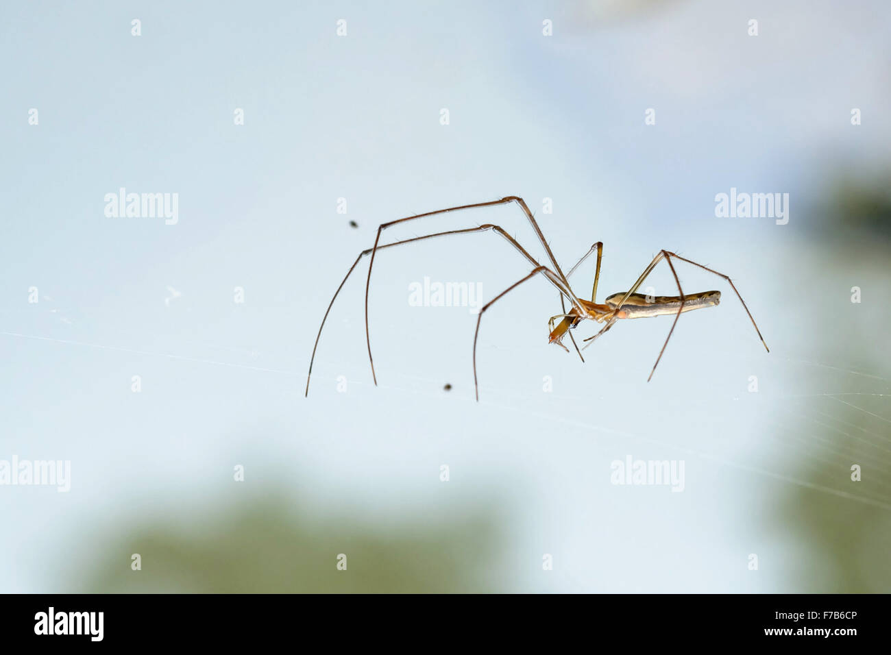 A Long Legged Spider Stock Photo - Alamy