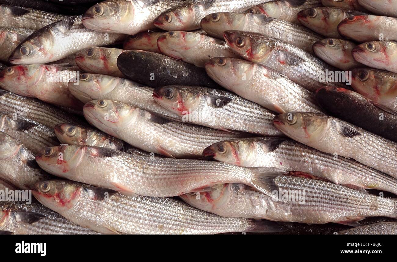 A large catch of grey mullet fish ready for auction Stock Photo - Alamy