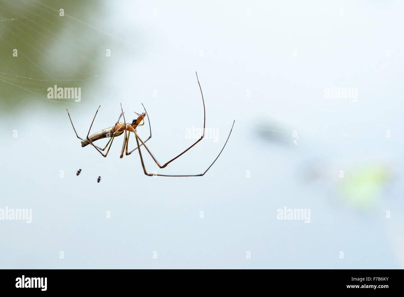 Long bug hi-res stock photography and images - Alamy