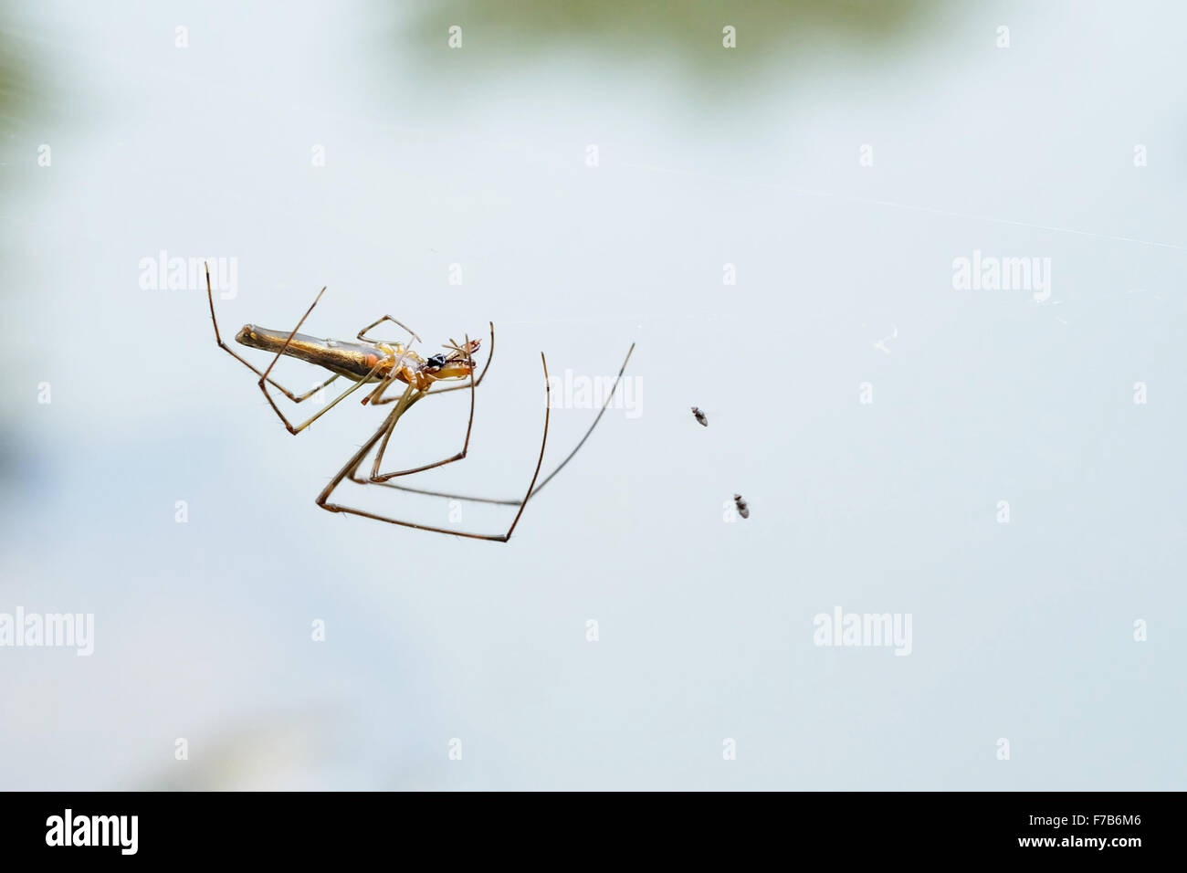 A Long Legged Spider Stock Photo - Alamy