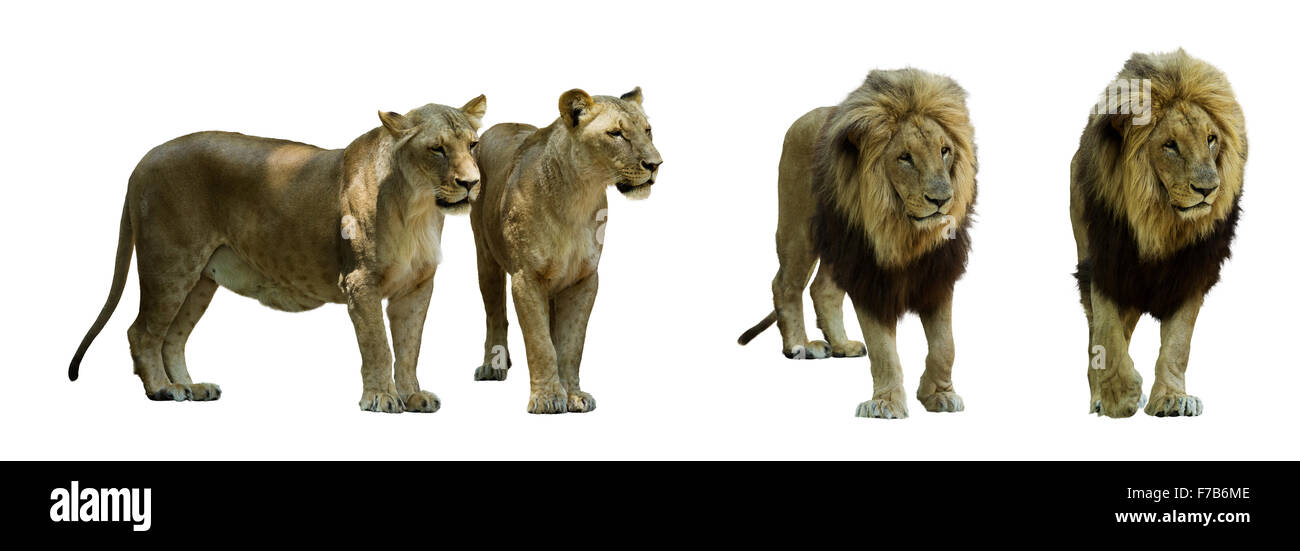 Set of standing lions. Isolated on white background Stock Photo - Alamy