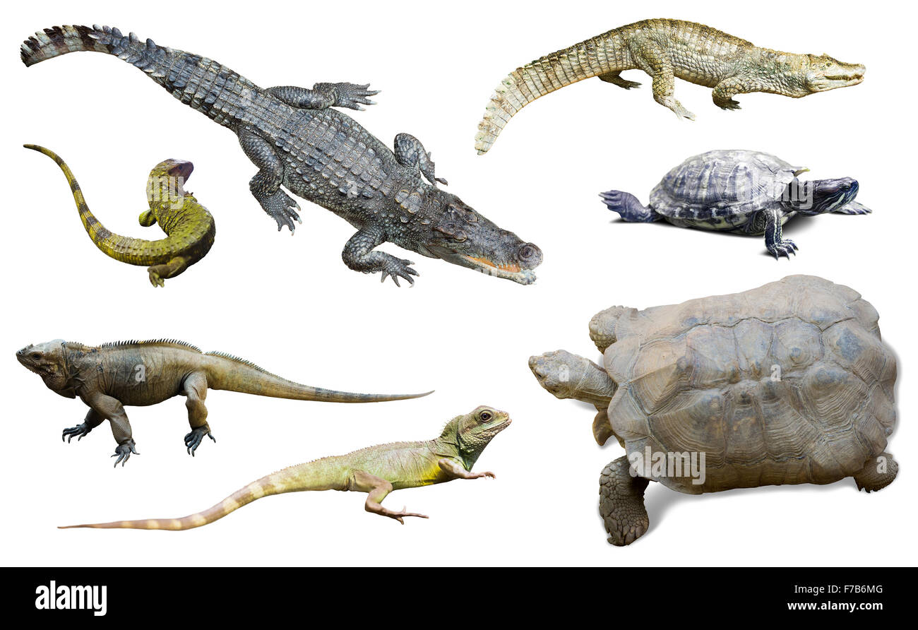 set of several reptilian. Isolated on white Stock Photo - Alamy