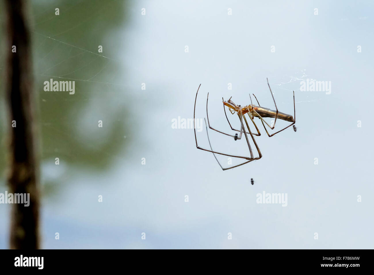 A Long Legged Spider Stock Photo - Alamy