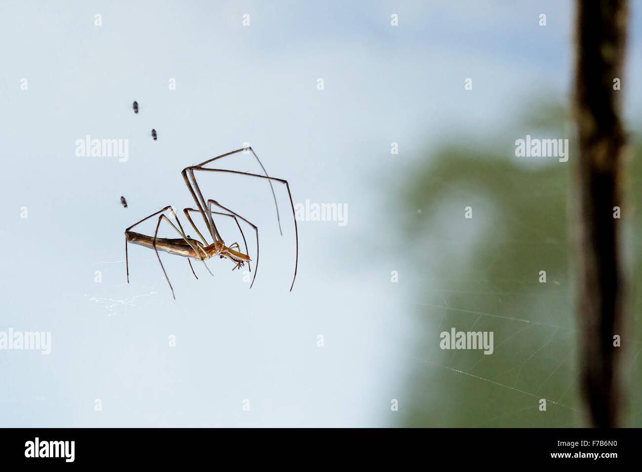 A Long Legged Spider Stock Photo - Alamy