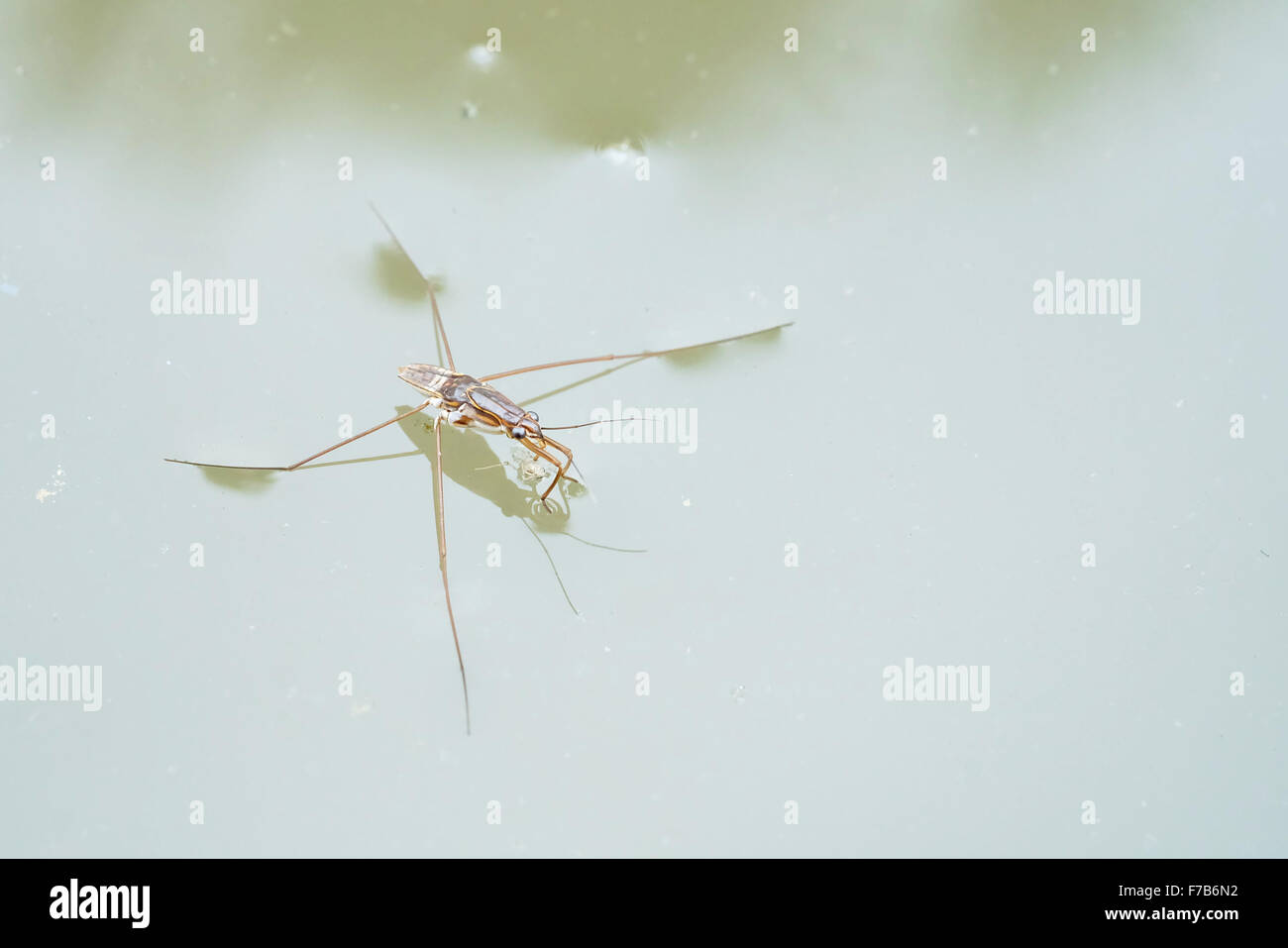 Portrait of a Water Strider Stock Photo - Alamy