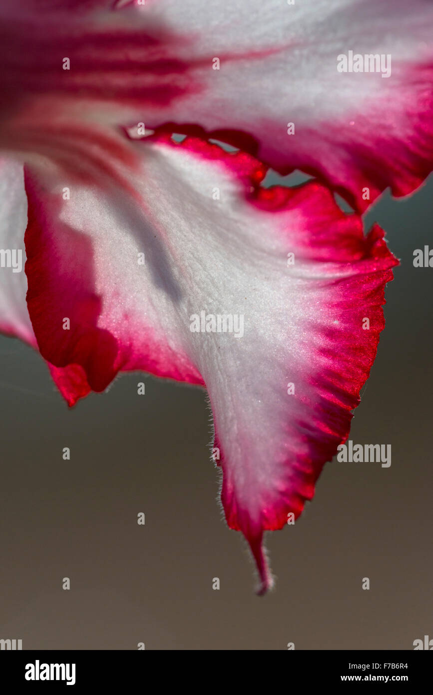 Adenium obesum colours hi-res stock photography and images - Alamy
