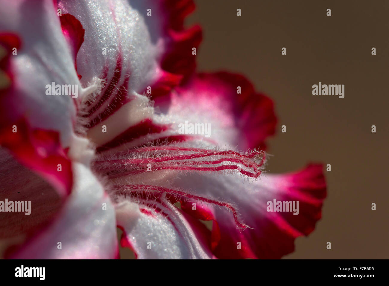 Adenium obesum colours hi-res stock photography and images - Alamy