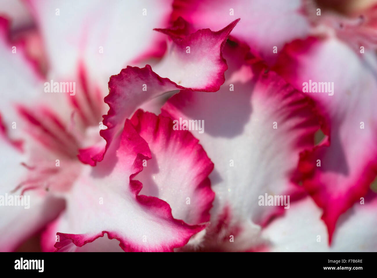 Adenium obesum colours hi-res stock photography and images - Alamy