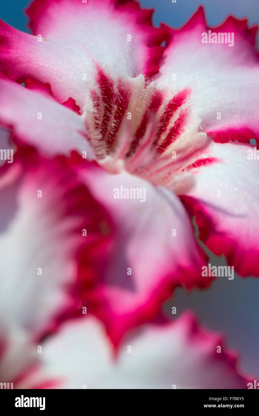 Adenium obesum colors hi-res stock photography and images - Alamy