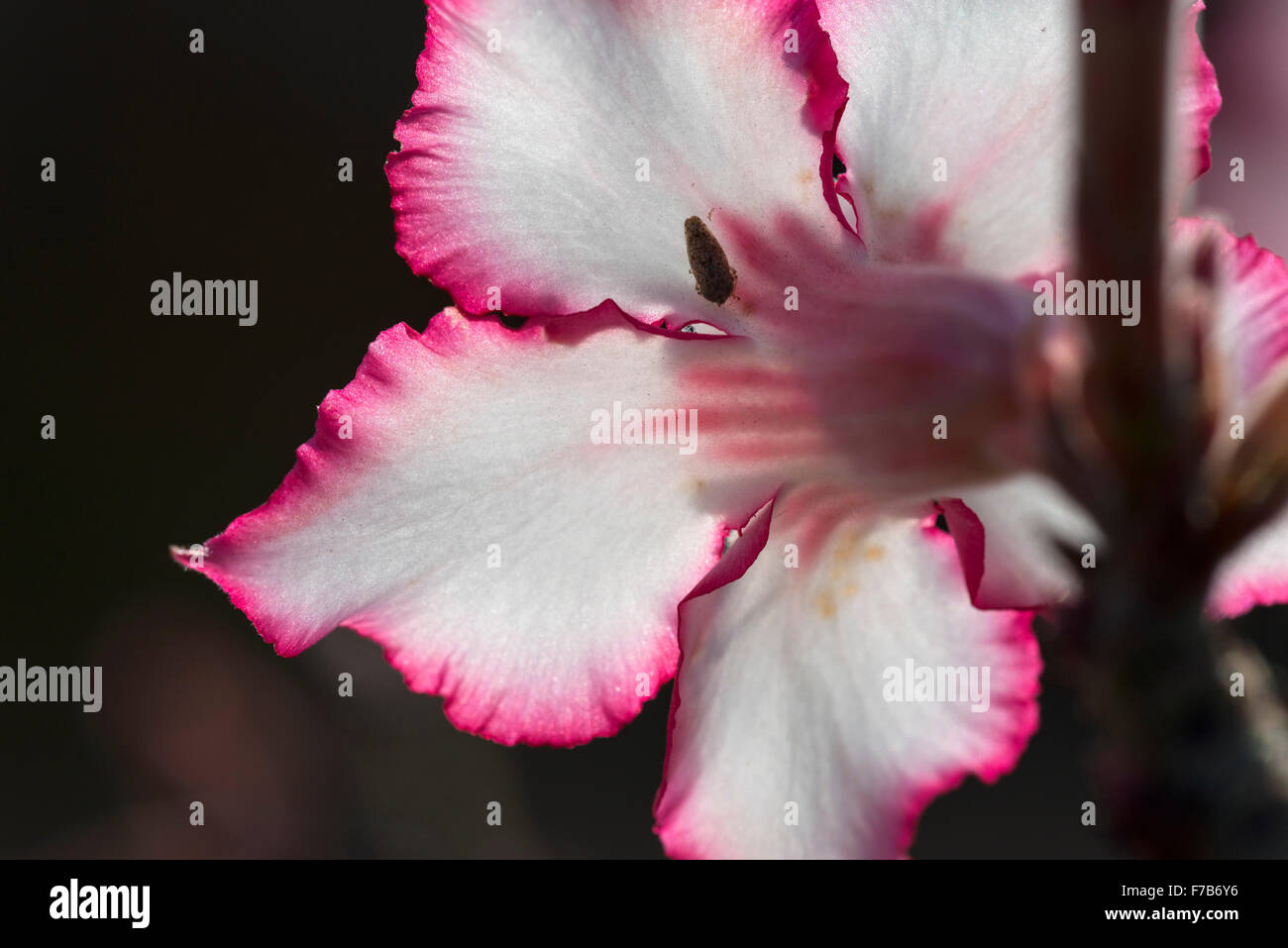 Adenium obesum colours hi-res stock photography and images - Alamy