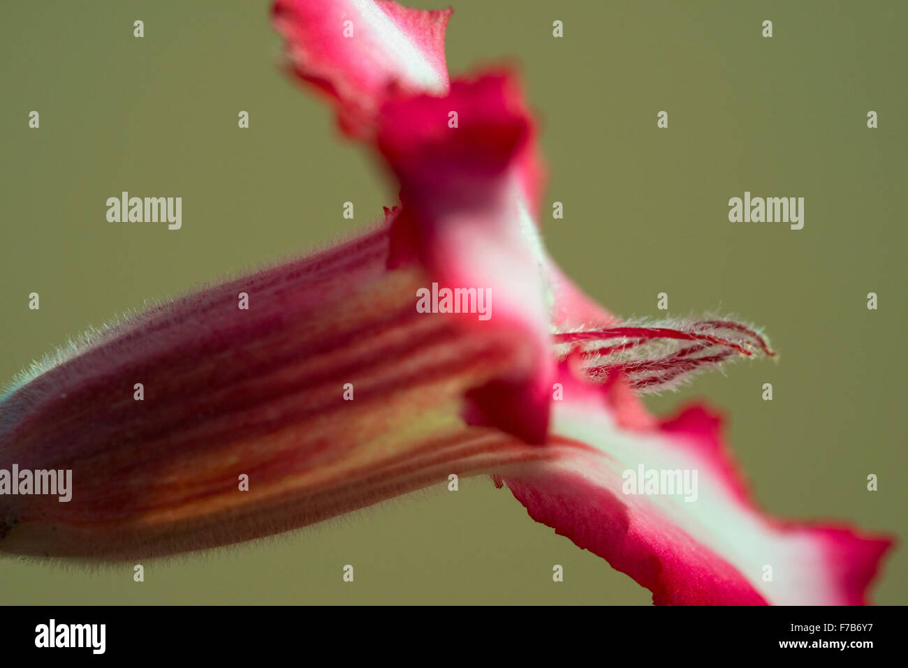 Adenium obesum colours hi-res stock photography and images - Alamy