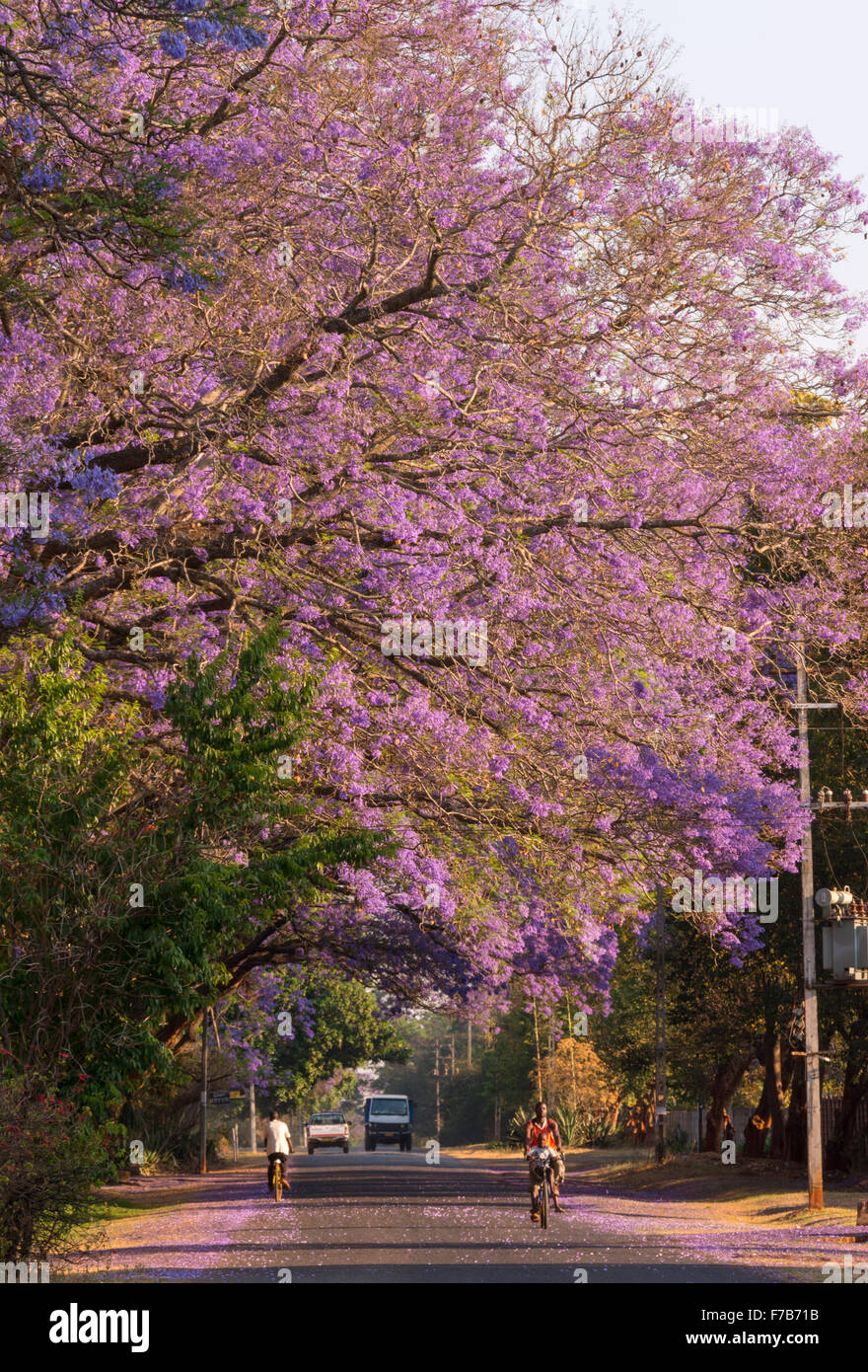 Zimbabwe harare jacaranda hi-res stock photography and images - Alamy