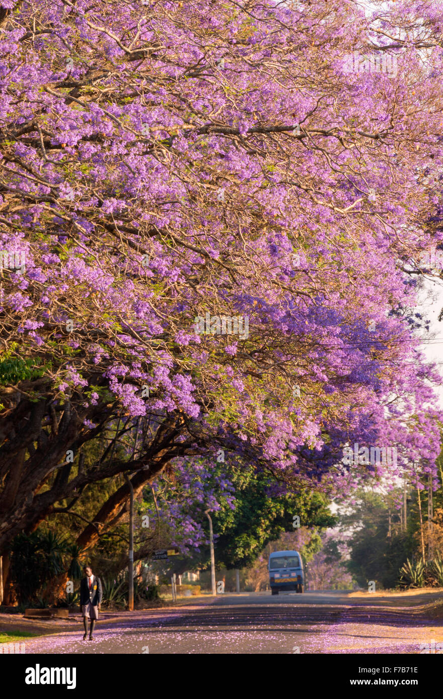 Zimbabwe harare jacaranda hi-res stock photography and images - Alamy