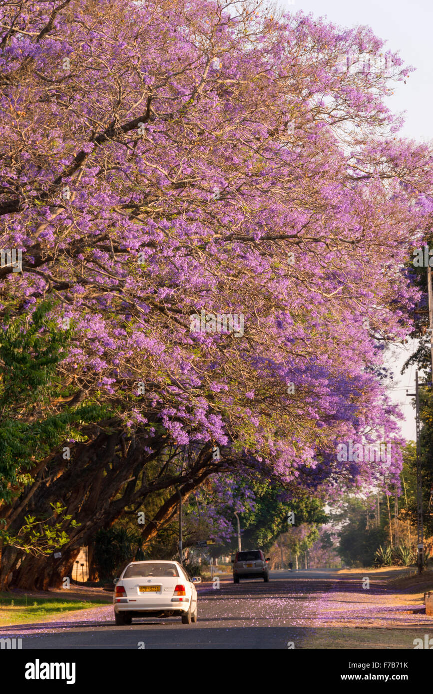 Zimbabwe harare jacaranda hi-res stock photography and images - Alamy