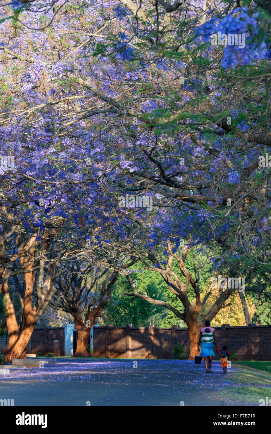 Harare jacaranda hi-res stock photography and images - Alamy