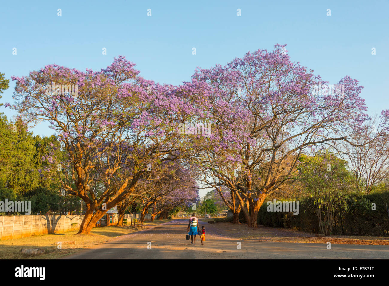 Zimbabwe harare jacaranda hi-res stock photography and images - Alamy
