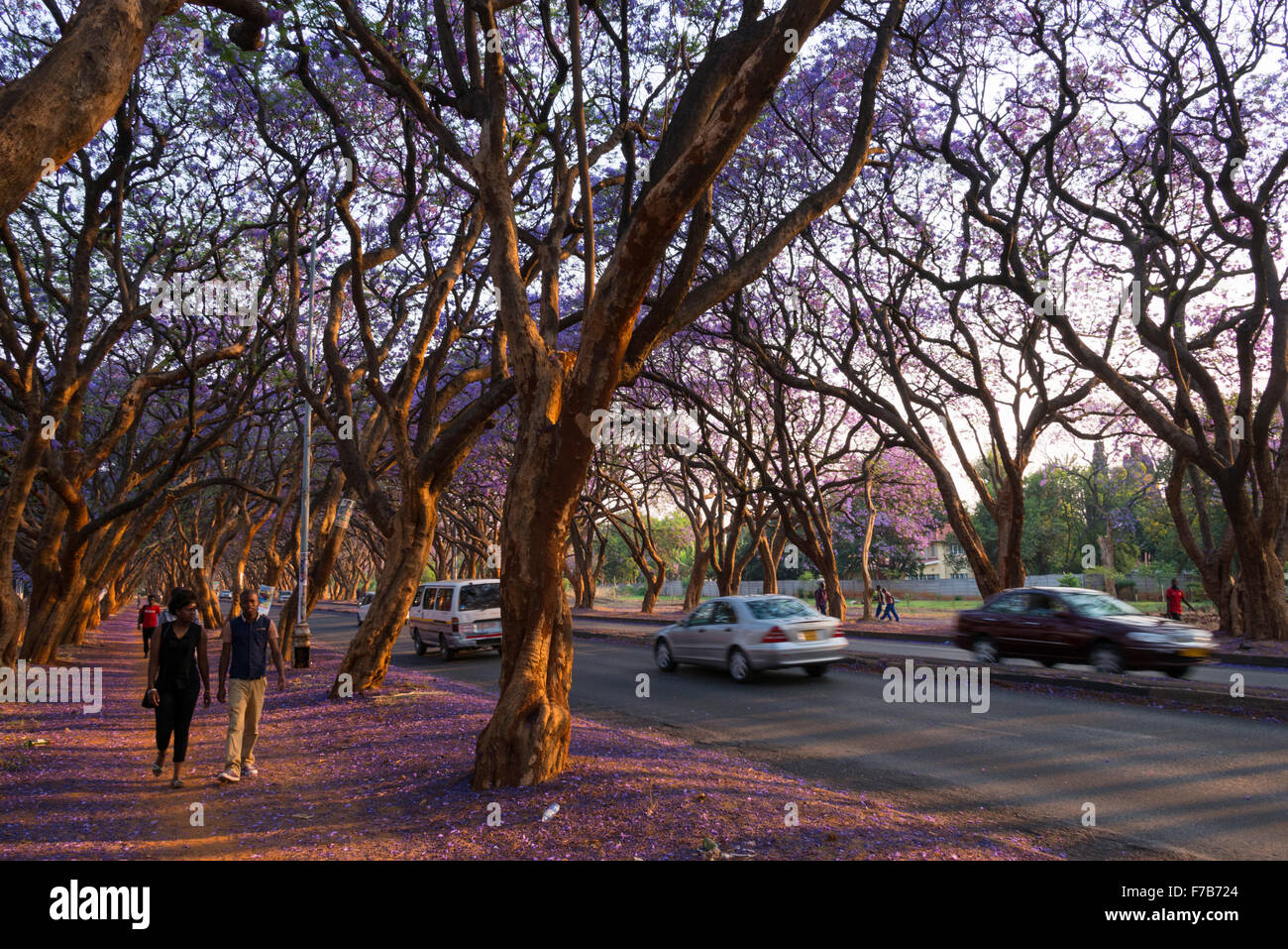 Zimbabwe harare jacaranda hi-res stock photography and images - Alamy