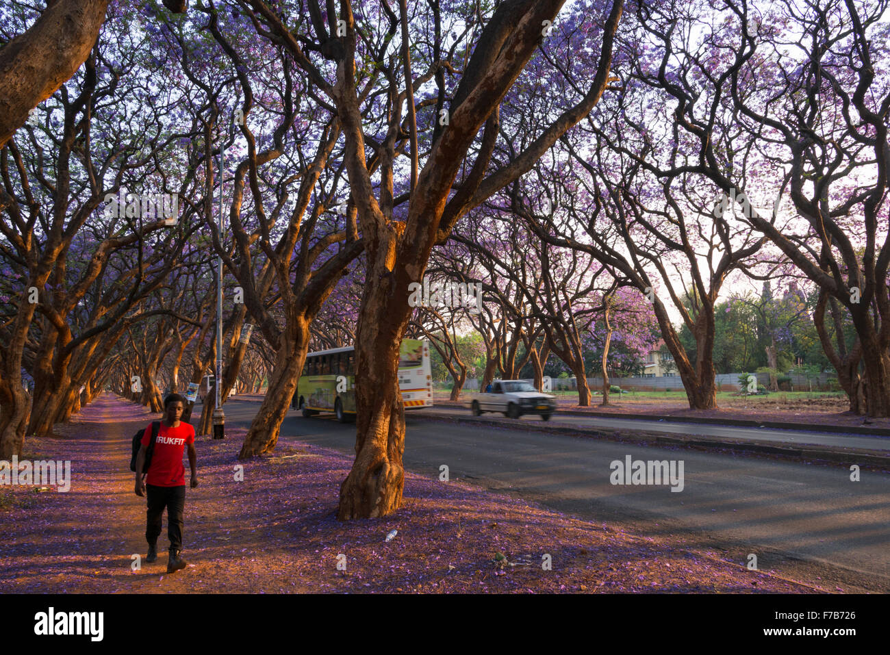 Zimbabwe harare jacaranda hi-res stock photography and images - Alamy