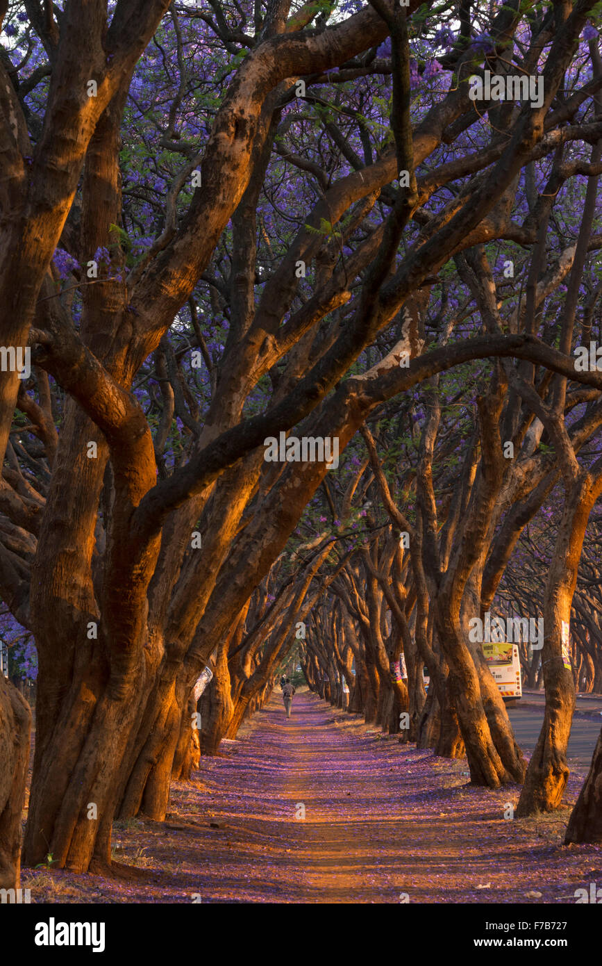 Harare streets hi-res stock photography and images - Alamy