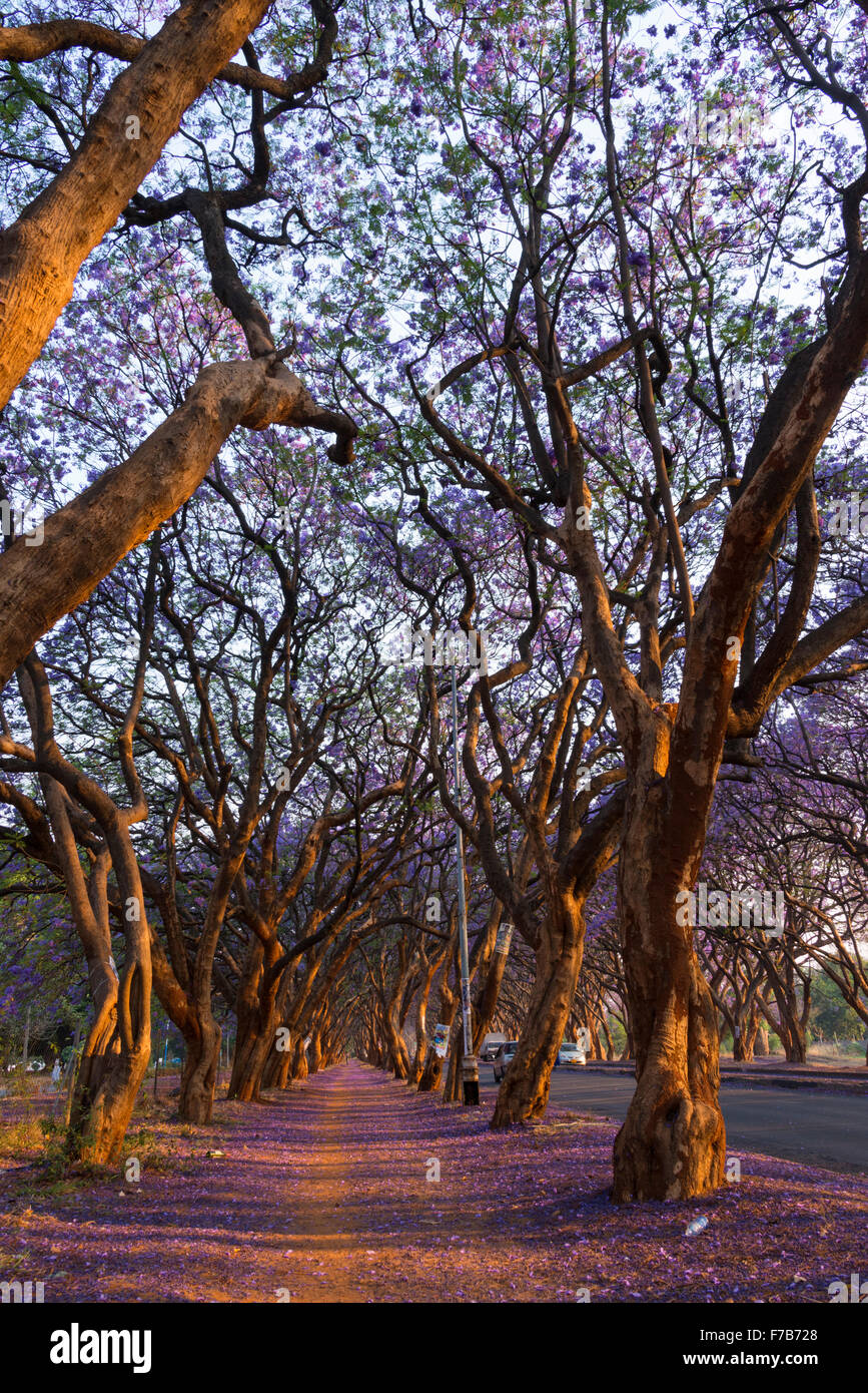 Jacaranda tree line zimbabwe hi-res stock photography and images - Alamy
