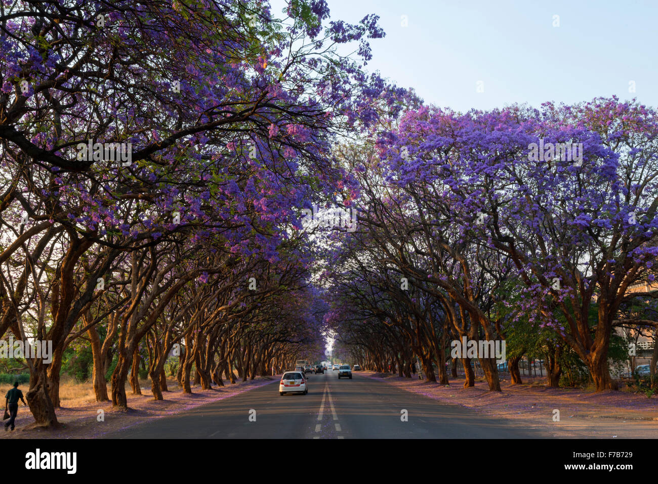 Zimbabwe harare jacaranda hi-res stock photography and images - Alamy