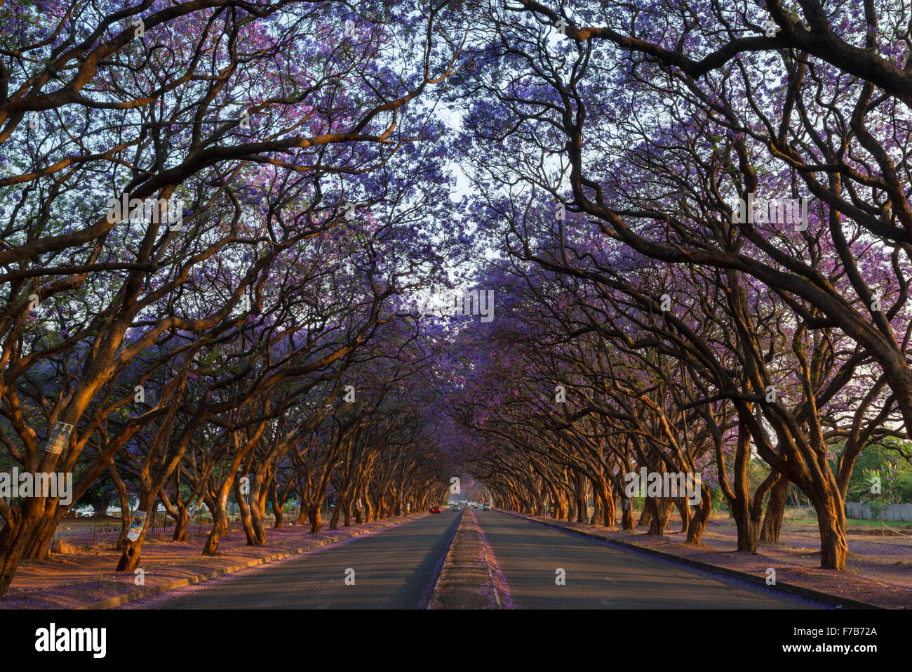 Jacaranda tree line zimbabwe hi-res stock photography and images - Alamy