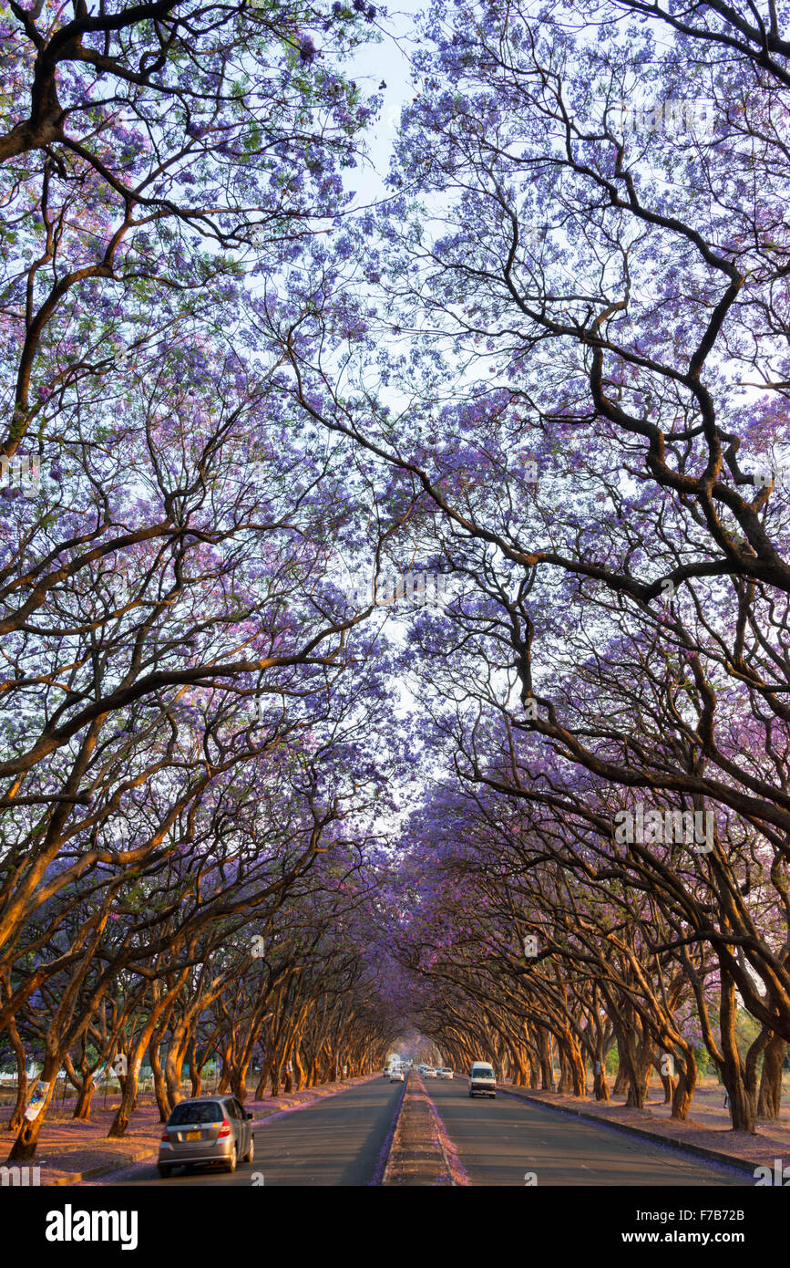 Harare jacaranda hi-res stock photography and images - Alamy