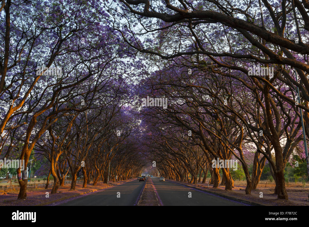 Zimbabwe harare jacaranda hi-res stock photography and images - Alamy