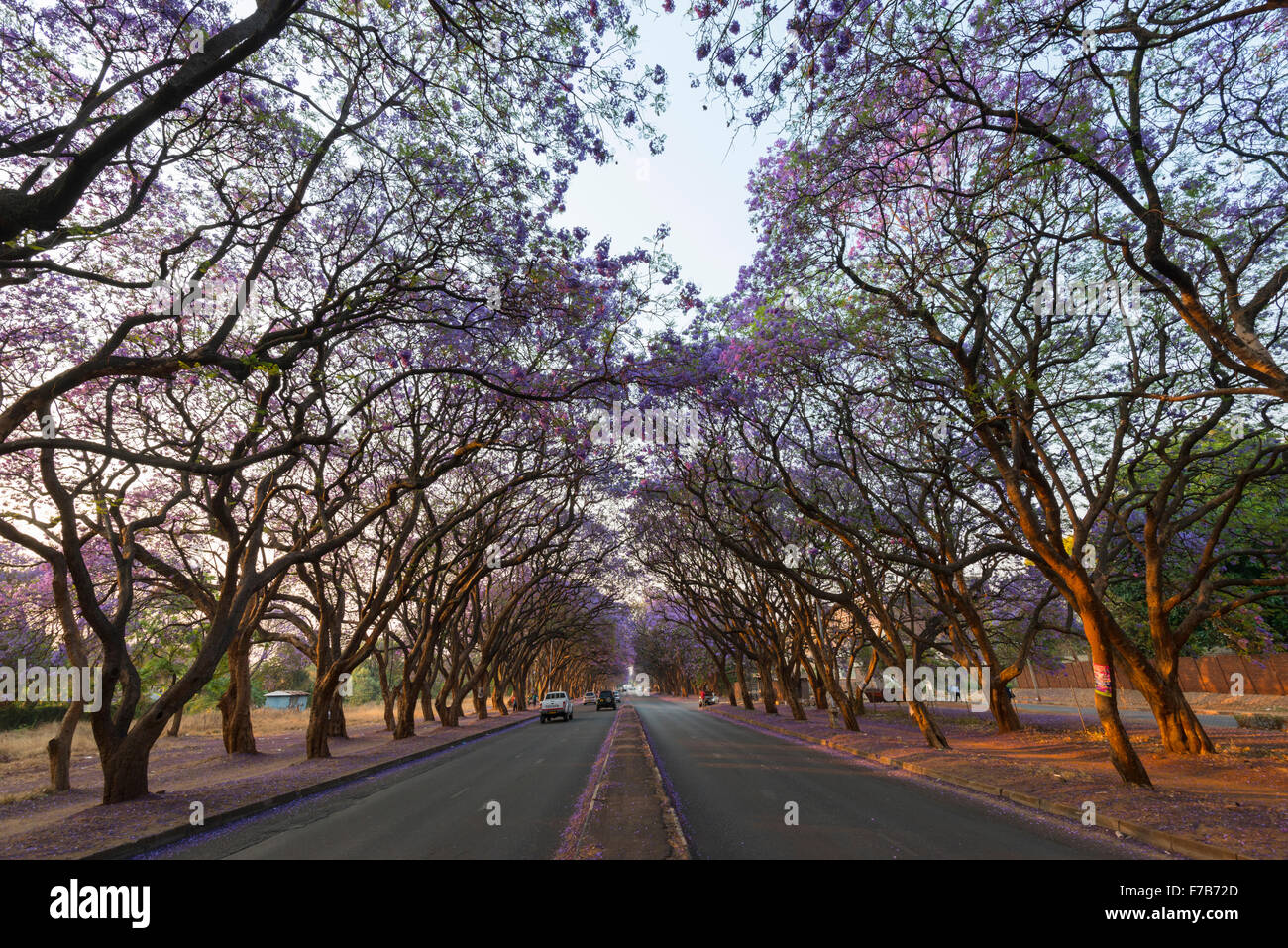 Jacaranda tree line zimbabwe hi-res stock photography and images - Alamy