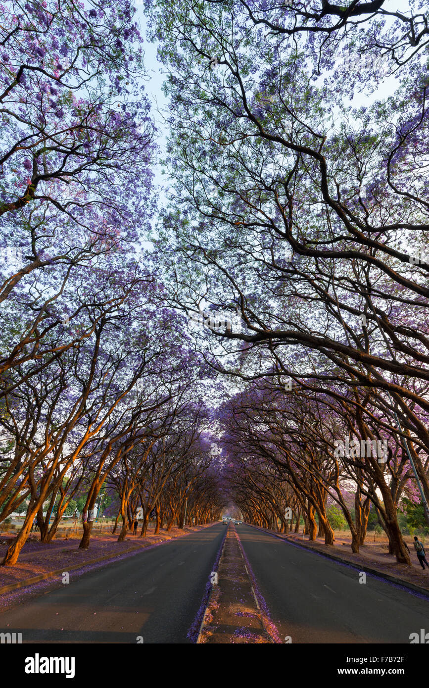 Jacaranda tree line zimbabwe hi-res stock photography and images - Alamy