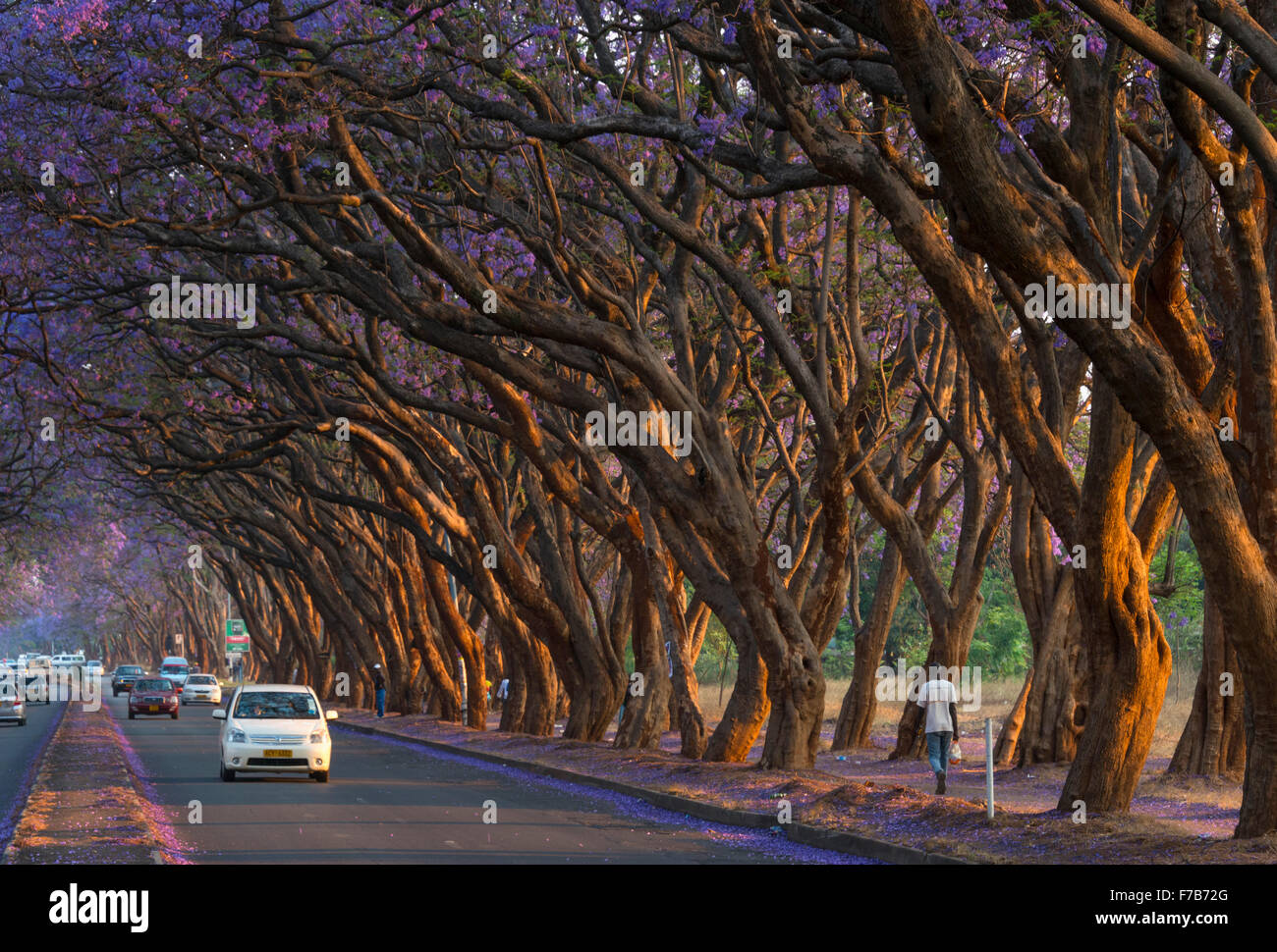 Harare jacaranda hi-res stock photography and images - Alamy