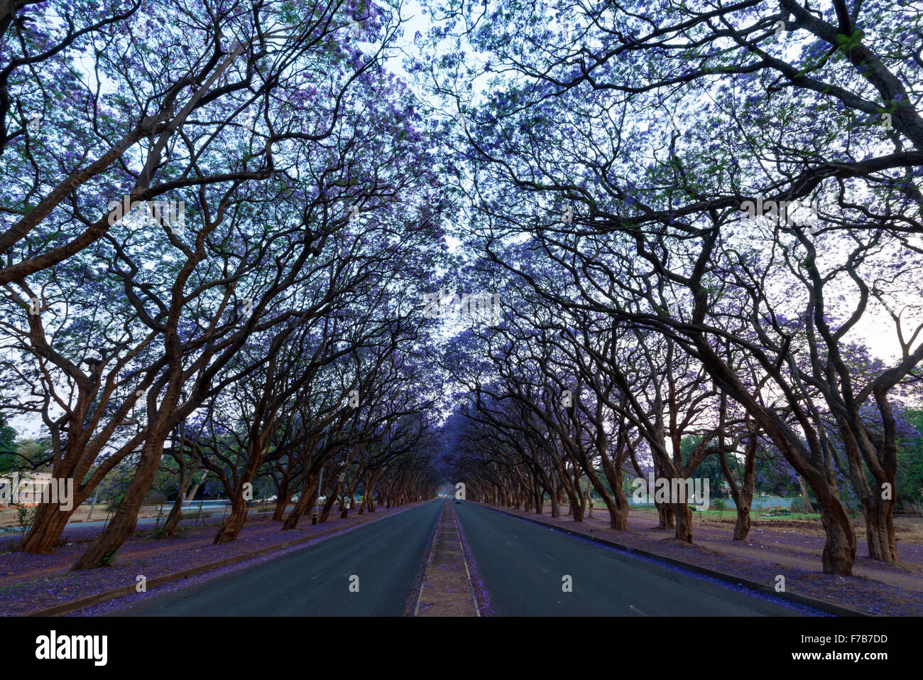 Jacaranda tree line zimbabwe hi-res stock photography and images - Alamy