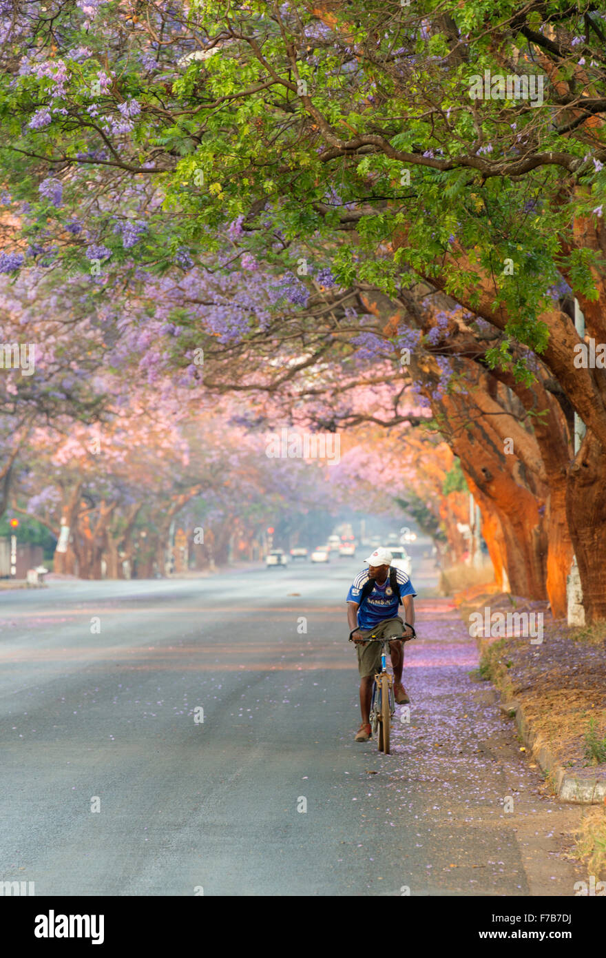 Zimbabwe harare jacaranda hi-res stock photography and images - Alamy