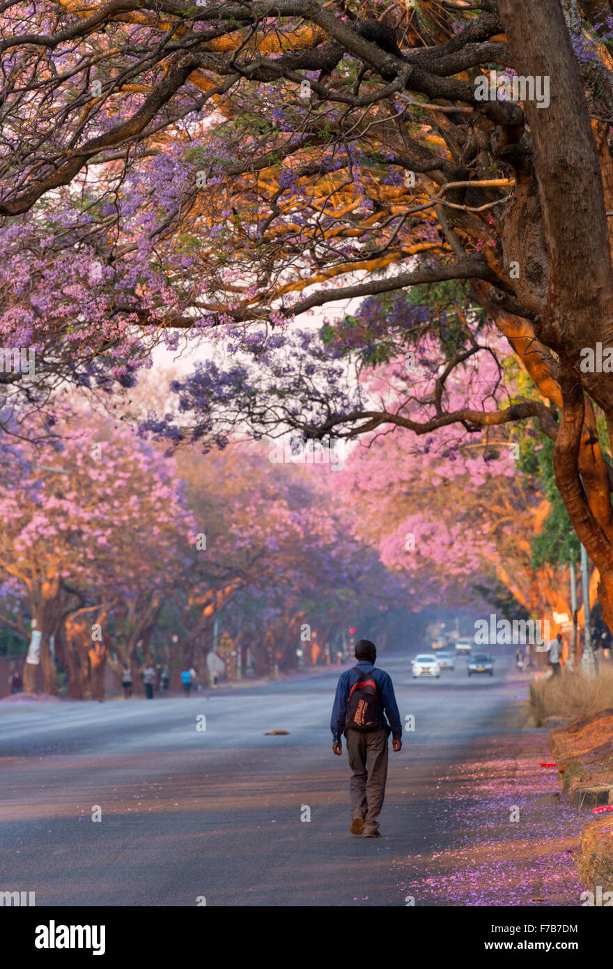 Zimbabwe harare jacaranda hi-res stock photography and images - Alamy