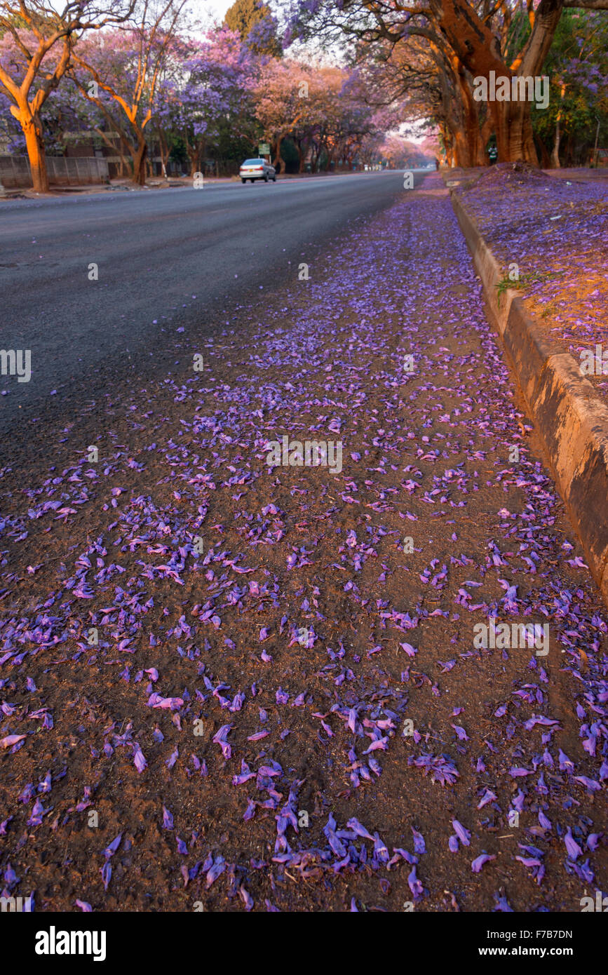 Harare jacaranda hi-res stock photography and images - Alamy