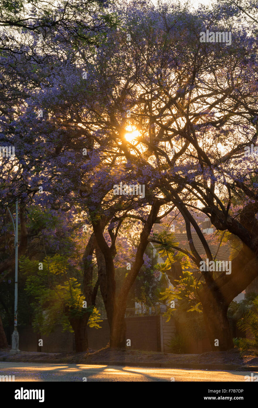 Jacaranda tree line zimbabwe hi-res stock photography and images - Alamy