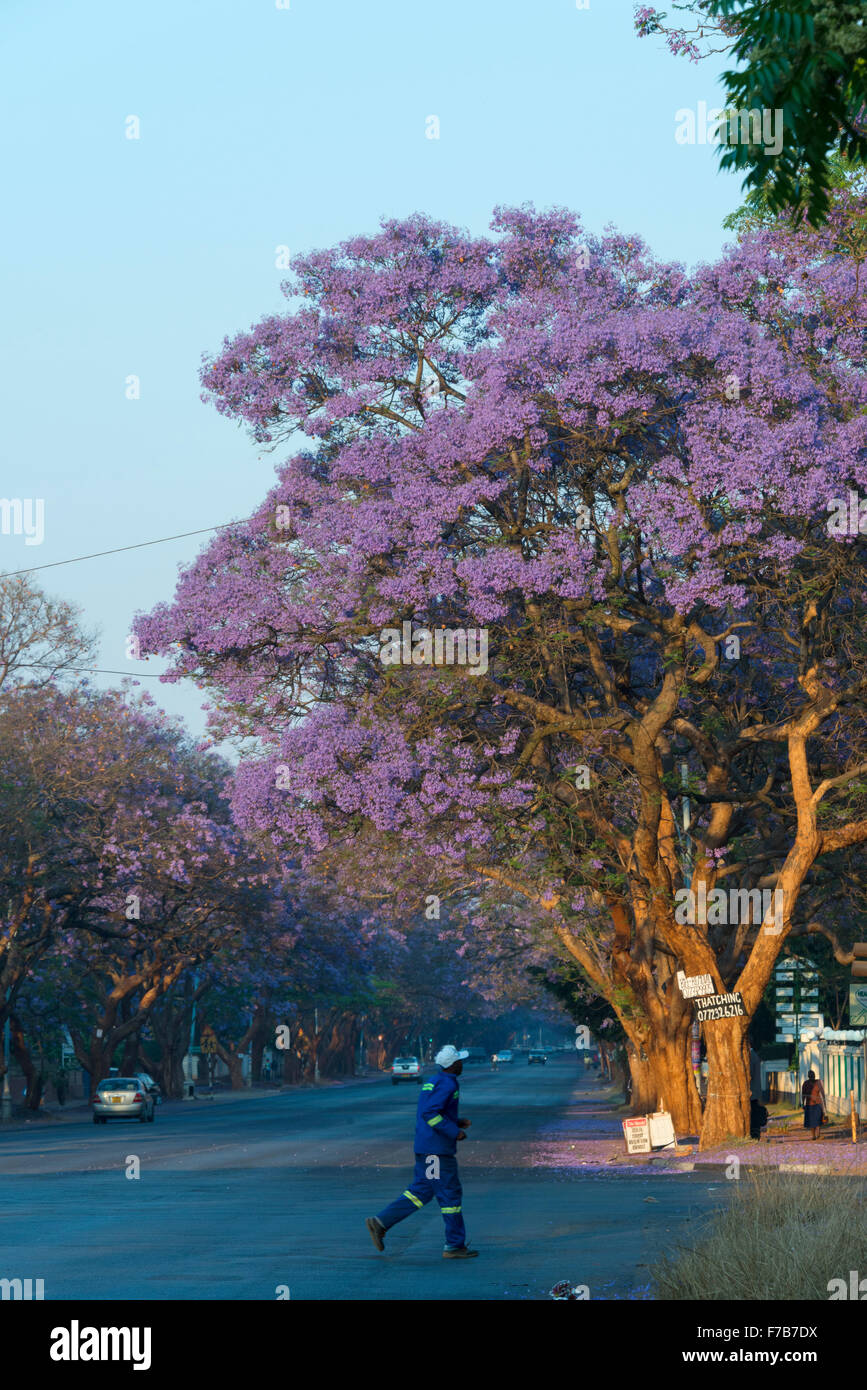 Harare jacaranda hi-res stock photography and images - Alamy