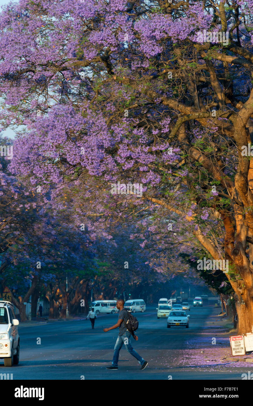 Harare streets hi-res stock photography and images - Alamy