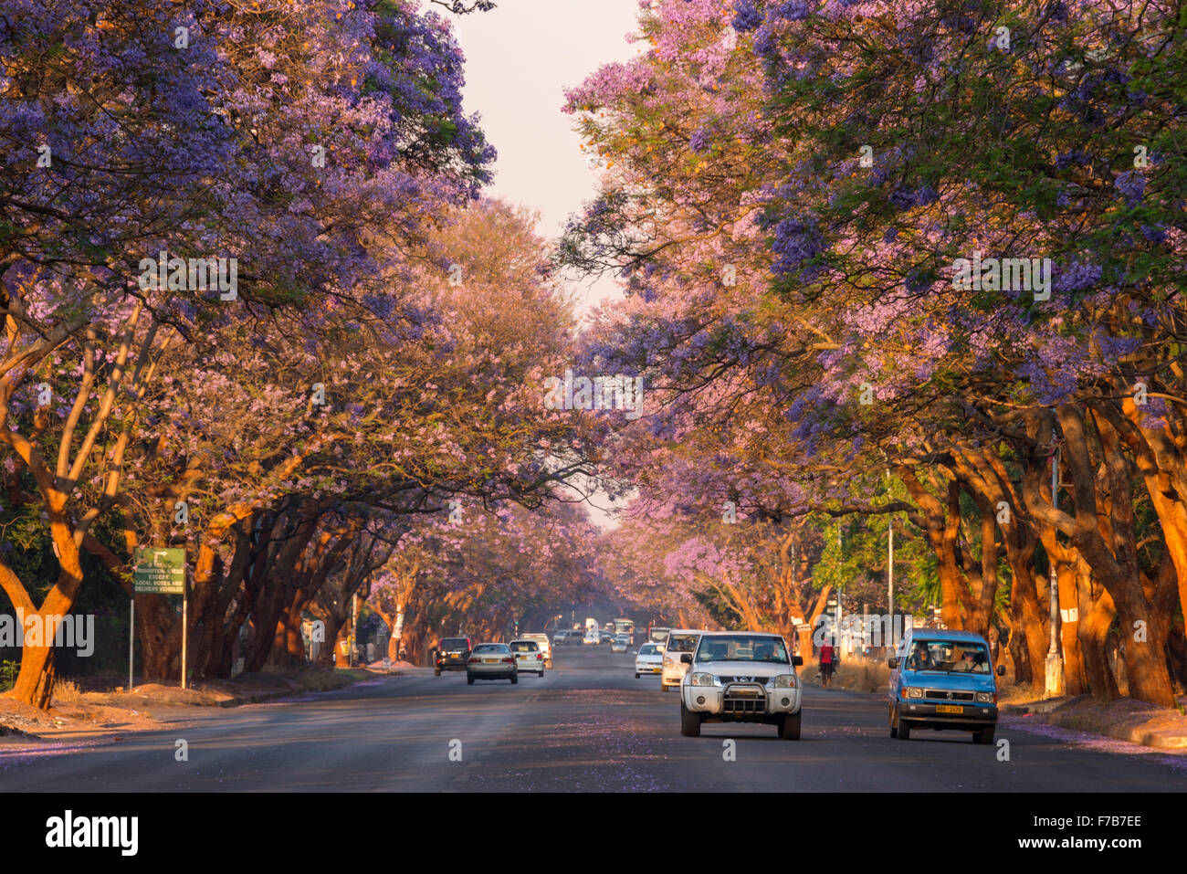 Zimbabwe harare jacaranda hi-res stock photography and images - Alamy