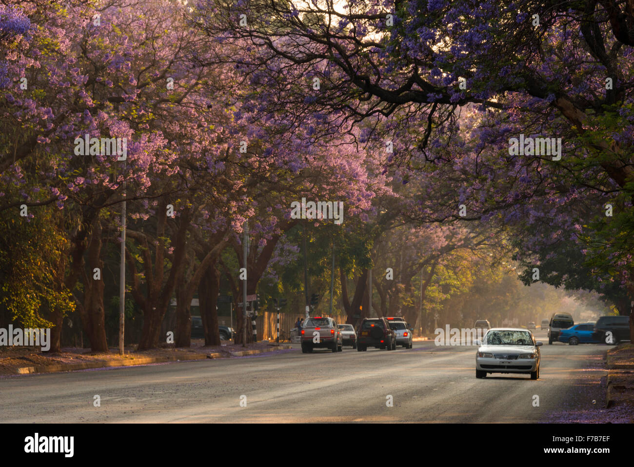 Zimbabwe harare jacaranda hi-res stock photography and images - Alamy