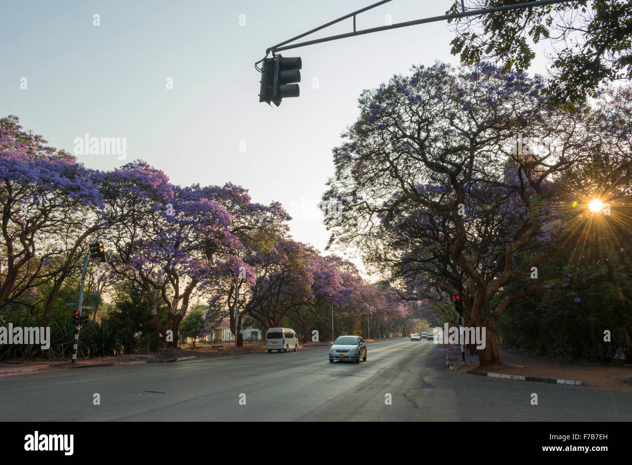 Zimbabwe harare jacaranda hi-res stock photography and images - Alamy