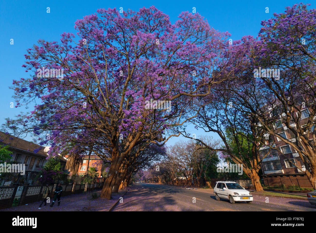 Zimbabwe harare jacaranda hi-res stock photography and images - Alamy