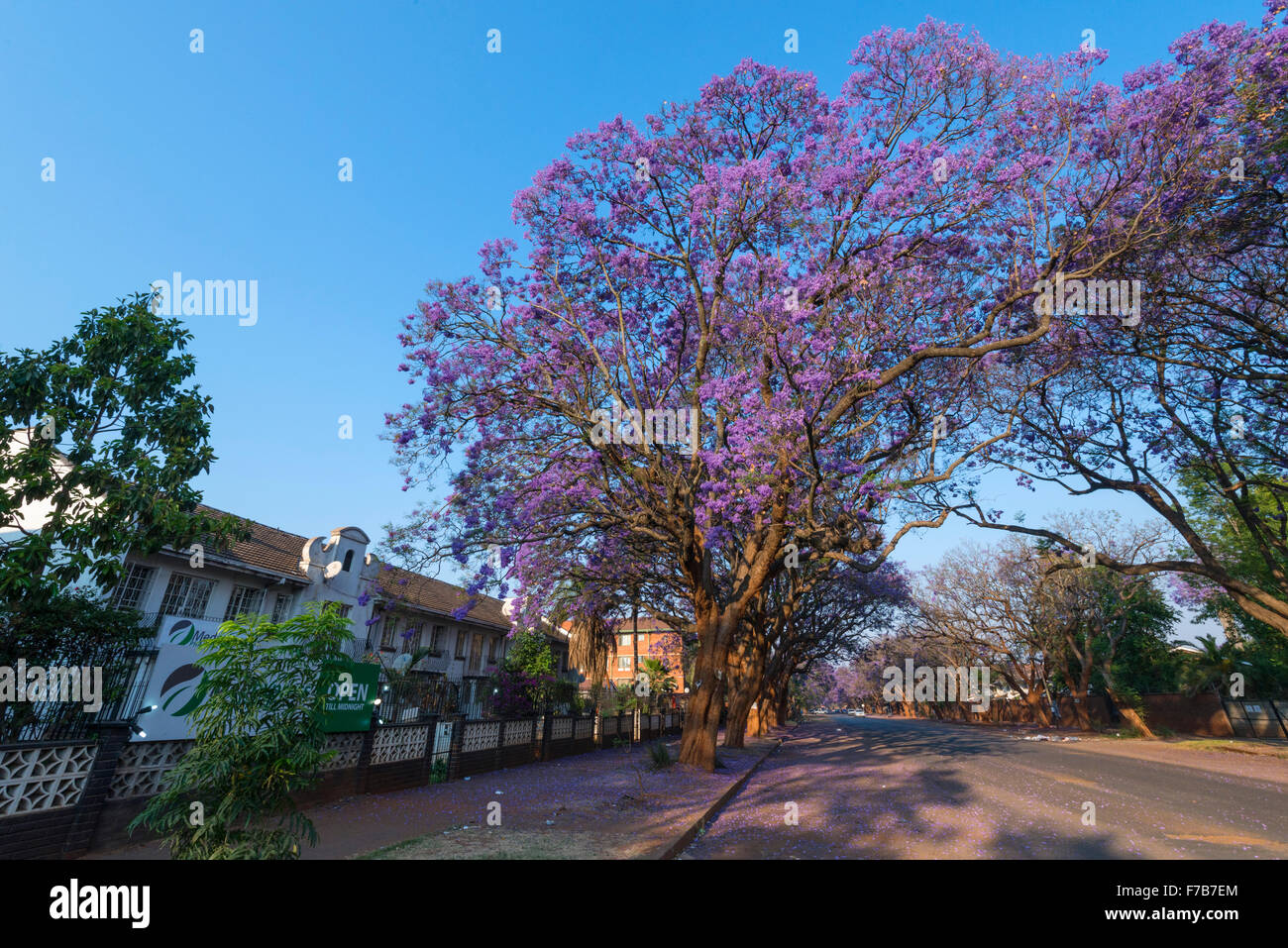 Jacaranda tree line zimbabwe hi-res stock photography and images - Alamy