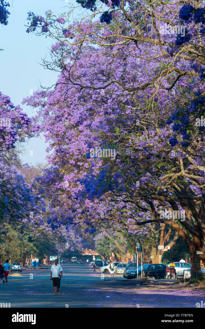 Harare jacaranda hi-res stock photography and images - Alamy