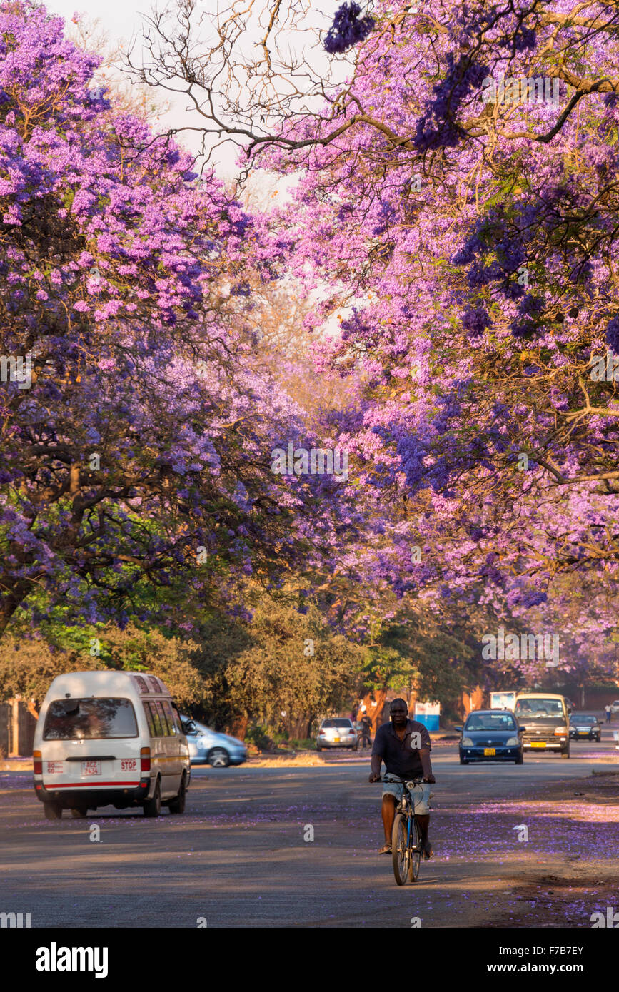 Harare jacaranda hi-res stock photography and images - Alamy